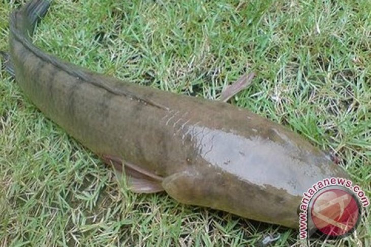 Iwak Haruan pushes inflation in Banjarmasin - ANTARA News Kalimantan ...