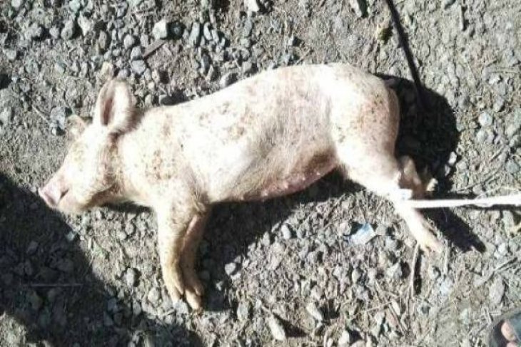 Ratusan babi mati mendadak di Palembang diduga terserang ASF - ANTARA ...