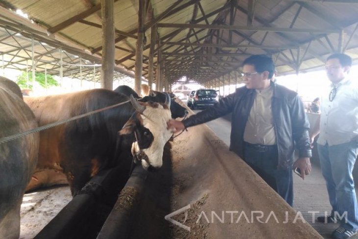 Dirjen: Populasi Sapi Indonesia Capai 14,6 Juta - ANTARA News Jawa Timur