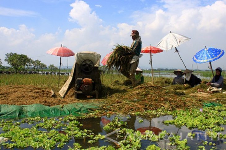 Panen Padi Terendam Banjir