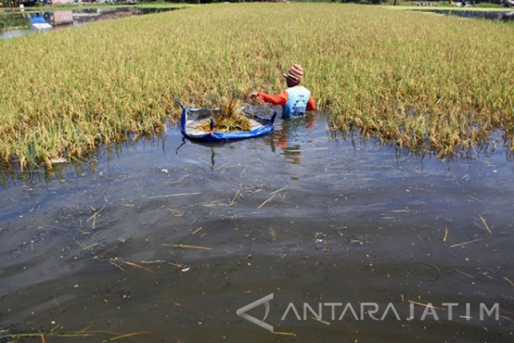 Panen Padi Terendam Banjir