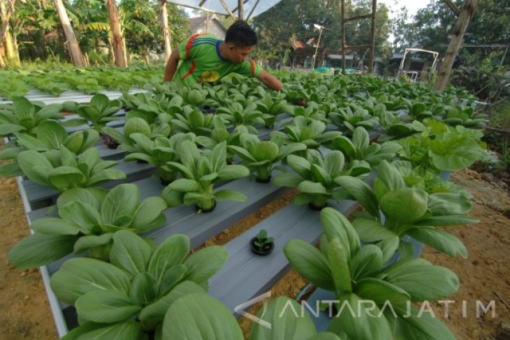 Budidaya Sayur Hidroponik