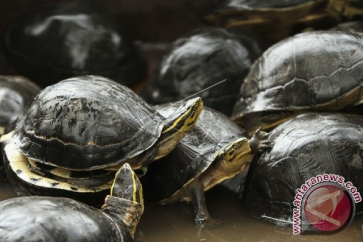 Kura-Kura Ambon - ANTARA News Ambon, Maluku