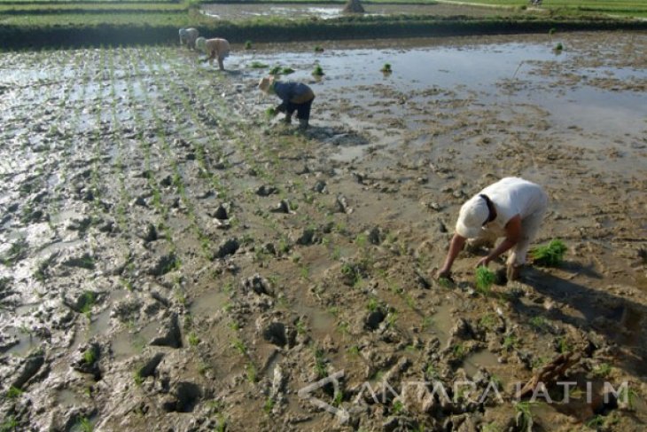 Petani Sawah Tadah Hujan - ANTARA News Jawa Timur