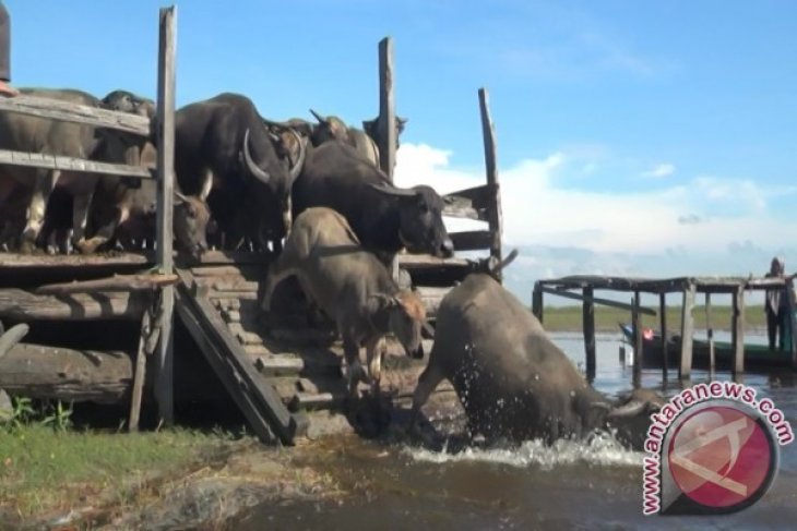 HSU Siapkan Destinasi Wisata Kerbau Rawa dan Urang Utan - ANTARA News ...