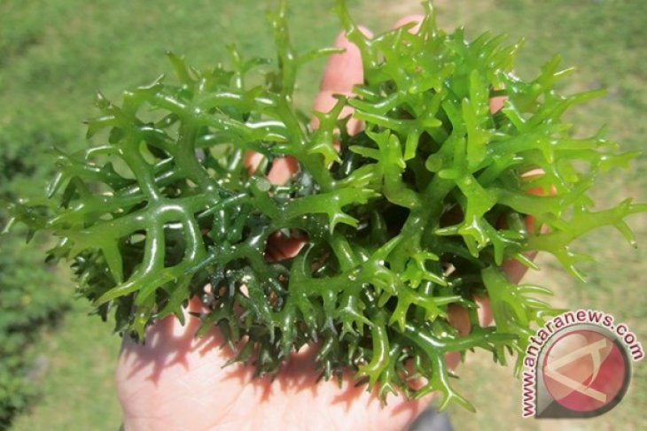 Mahasiswa IPB Optimalkan Produksi Rumput Laut Menggunakan Metode Vacuum ...