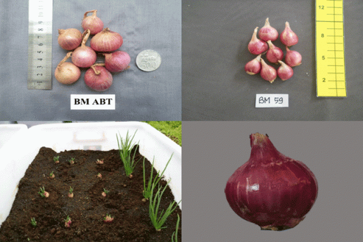 Peneliti IPB Cari Teknik Menekan Penyebaran Virus Umbi Bawang Merah - ANTARA News Megapolitan