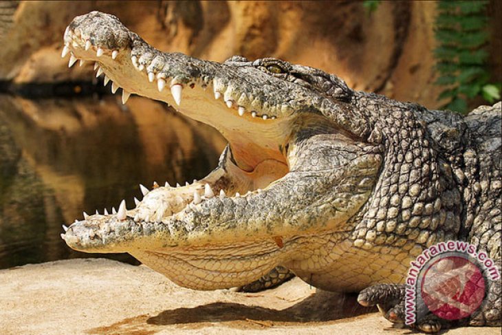 Ada Yang "Ketuk Pintu", Pak Sugian Dan Bu Enor Histeris Melihat Buaya Menganga - ANTARA News ...