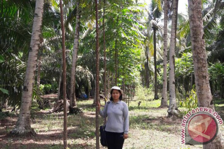 Peneliti Unib Rekomendasikan Polikultur Kayu Bawang-Kelapa - ANTARA ...
