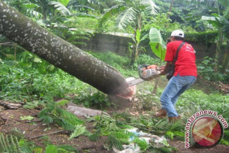 Jangan Tebang Pohon Antara News Kalimantan Selatan