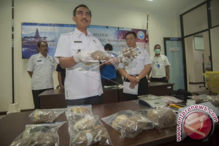 BNNP Bali Mengamankan Pengedar Ganja Jaringan Aceh - ANTARA News Bali BNNP Bali Mengamankan Pengedar Ganja Jaringan Aceh - ANTARA News Bali