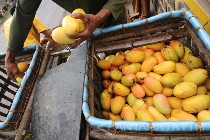 Mangga Jatim Digemari Warga Rusia, Pemprov Siap Ekspor - ANTARA News ...
