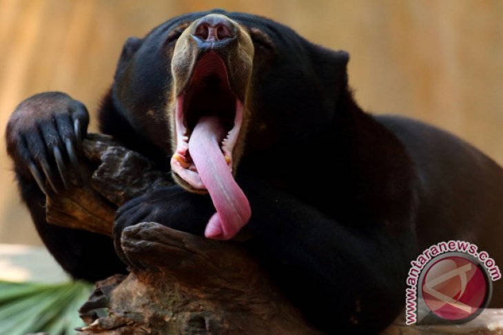 Beruang Madu Lahir di Bali Zoo - ANTARA News Bali