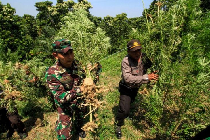 Sinergitas TNI-Polri musnahkan ladang ganja - ANTARA News Aceh
