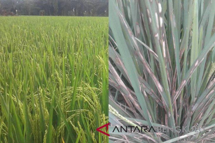 Puluhan hektare tanaman padi petani Mukomuko gagal panen - ANTARA News ... Puluhan hektare tanaman padi petani Mukomuko gagal panen - ANTARA News ...
