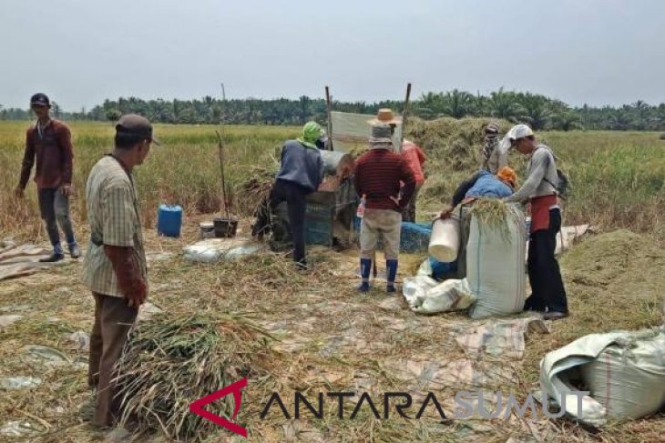 25.965 hektare sawah tadah hujan di Langkat - ANTARA News Sumatera Utara