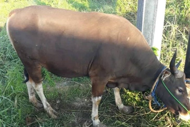 Populasi Sapi Potong Di Gorontalo Utara Meningkat - ANTARA News Gorontalo