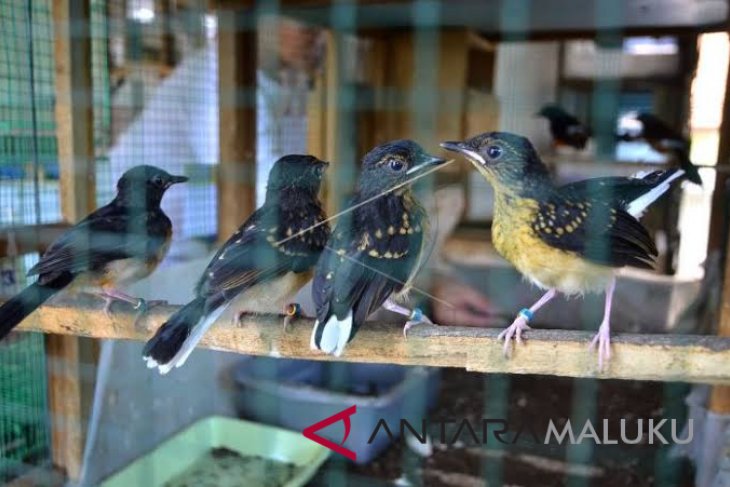 Pertamina ajak siswa mengenal satwa burung kasturi - ANTARA News Ambon ...