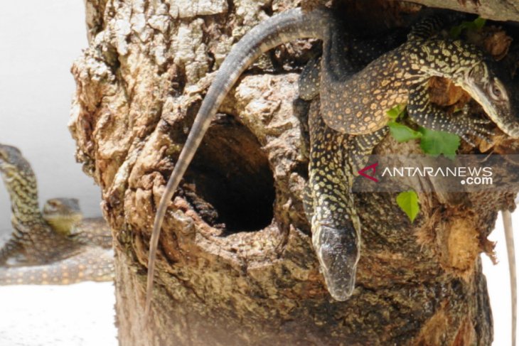 74 ekor Anakan komodo lahir di Kebun Binatang Surabaya (Video) - ANTARA ...