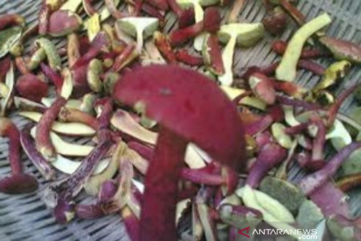 Kulat Pelawan Bangka Tengah sajian kuliner digemari wisatawan - ANTARA ...