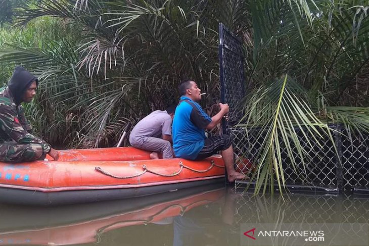 Buaya pemangsa warga masuk perangkap BKSDA - ANTARA News Aceh Buaya pemangsa warga masuk perangkap BKSDA - ANTARA News Aceh
