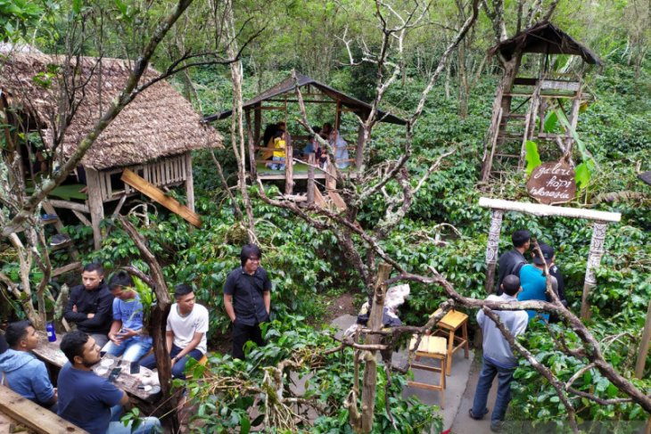 Ngopi langsung di kebun kopi - ANTARA News Aceh