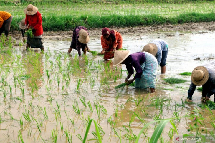 Petani Abdya kejar waktu tanam padi rendengan - ANTARA News Aceh