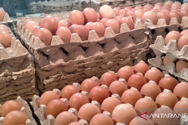 ini ciri telur yang sehat untuk dikonsumsi - ANTARA News Gorontalo
