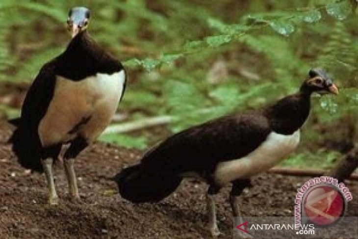 Central Sulawesi breeds rare, endemic maleo birds to boost population ...