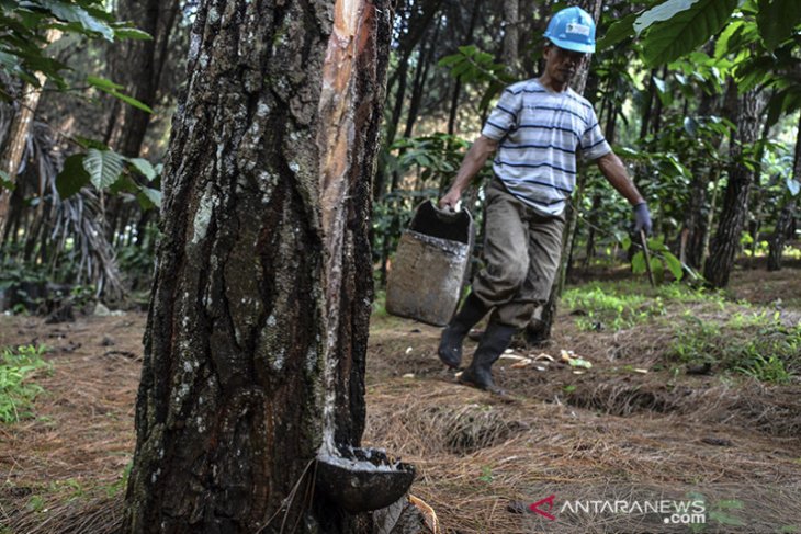 Produksi getah pinus