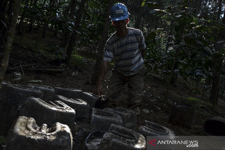 Produksi getah pinus