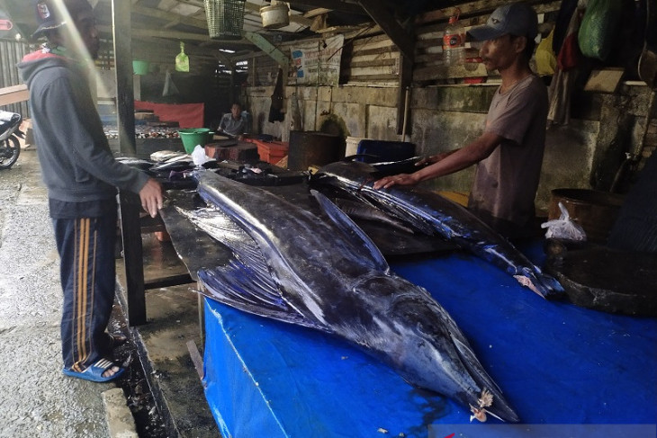 Ikan layaran, hasil laut Simeulue yang nilai jualnya menggiurkan ...
