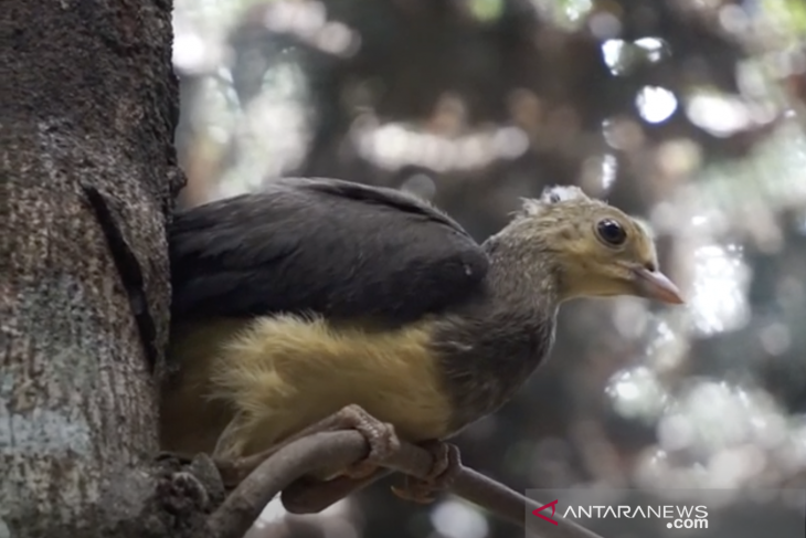 Melindungi burung Maleo di Luar Kawasan Konservasi - ANTARA News Gorontalo