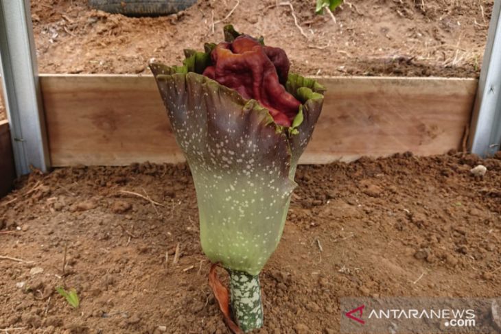 Bunga Kibut di halaman rumah warga Kota Bengkulu - ANTARA News Jambi