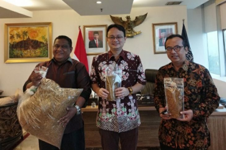 Wamendag Dukung Ekspor Turunan Talas Beneng Pandeglang - ANTARA News Banten