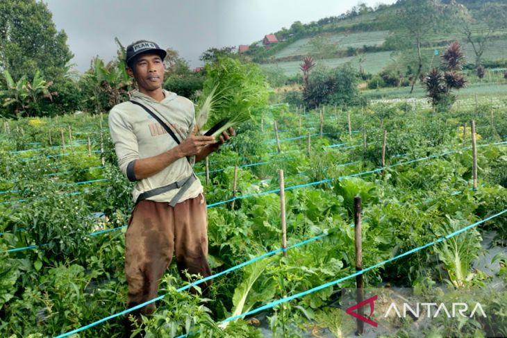 Petani sayuran di Rejang Lebong keluhkan rendahnya harga jual - ANTARA ...