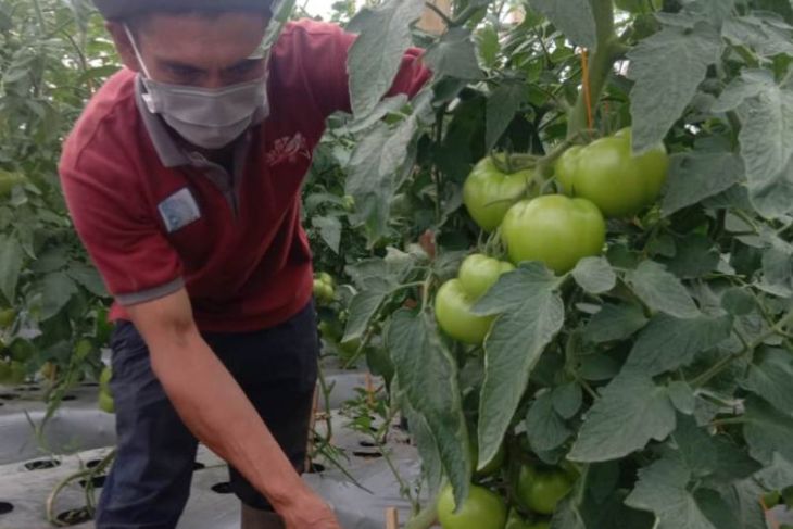 Poktan Macakal, petani milenial yang sukses - ANTARA News Megapolitan