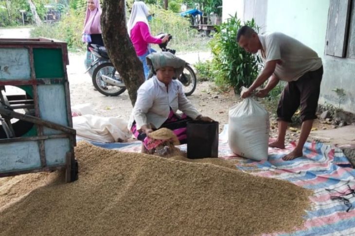 Diserang berbagi jenis hama, hasil panen petani padi di Palas menurun ...