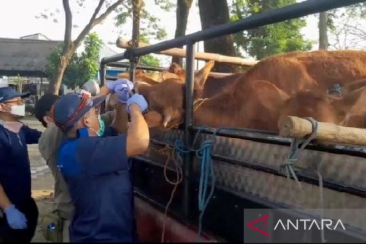 Sebanyak 39 kendaraan angkut sapi terindikasi PMK ditolak masuk Ngawi ...