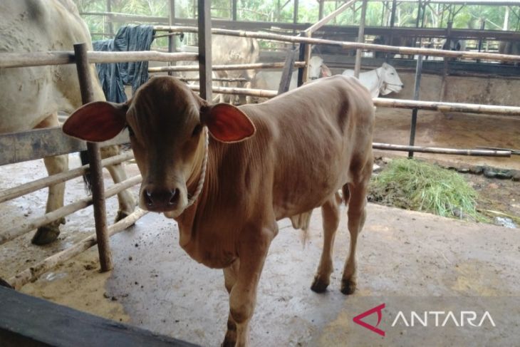 Sapi bantuan Kementan di Kabupaten PPU lahirkan 65 pedet - ANTARA News ...