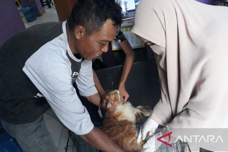 Kasus gigitan rabies di Gorontalo Utara tinggi - ANTARA News Gorontalo