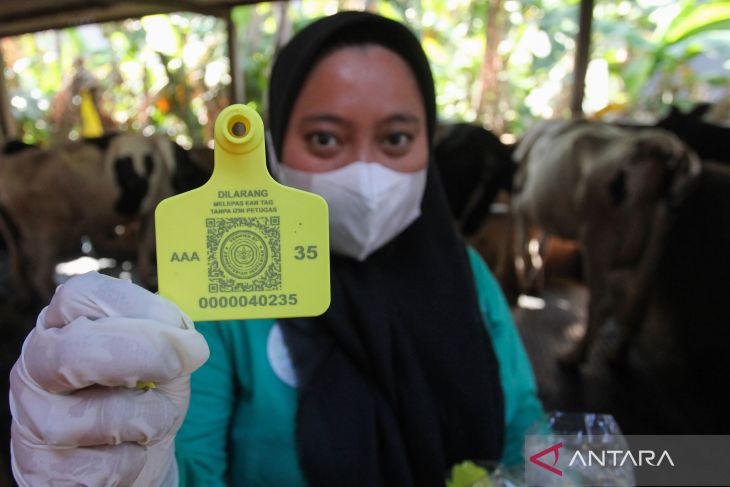 Pemasangan ear tag sapi