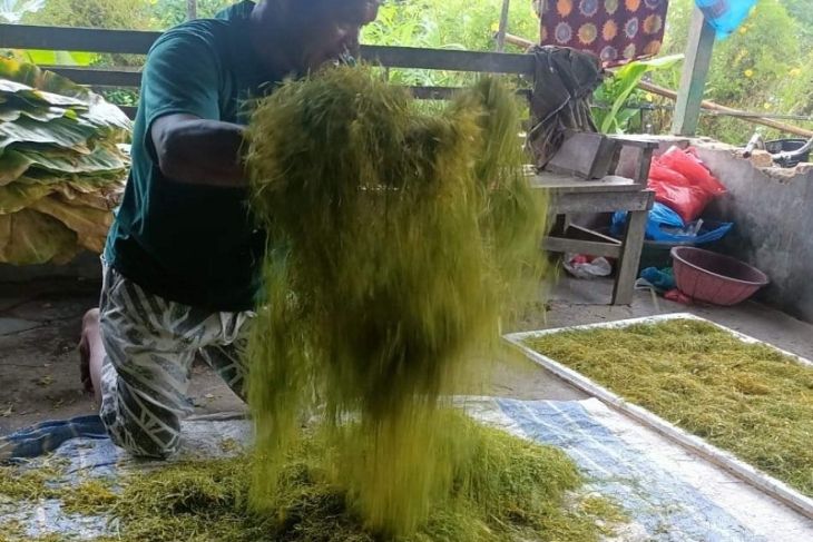 Siswa SLB Aceh Tamiang budidaya tanaman talas beneng - ANTARA News Aceh