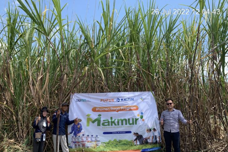 Program Makmur Agro Solution tingkatkan produksi tebu di Jember ...