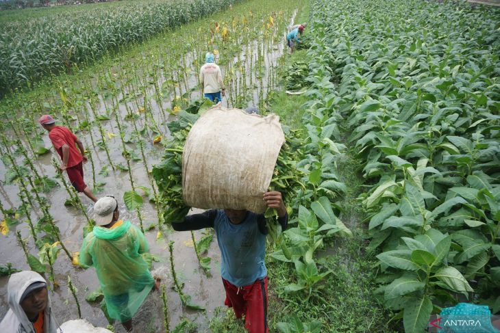 Sekitar 1.226 hektare tanaman tembakau di Tulungagung terendam banjir ...