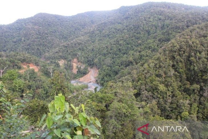 Greenpeace apresiasi masyarakat adat Teminabuan lindungi hutan - ANTARA ... Greenpeace apresiasi masyarakat adat Teminabuan lindungi hutan - ANTARA ...