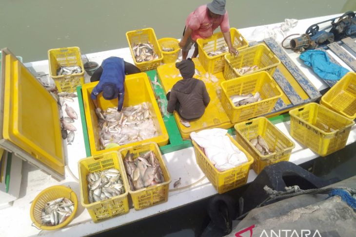 Nilai produksi ikan di Kabupaten Bangka capai Rp79,4 miliar - ANTARA News Bangka Belitung