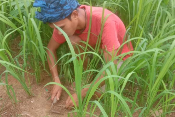 Petani Badui mulai masuki masa "ngored" padi huma cegah serangan hama ...