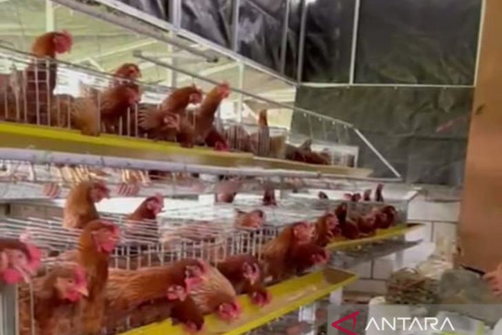 Perumda VNS buka kemitraan sektor ternak ayam petelur dan jagung - ANTARA News Kalimantan Timur
