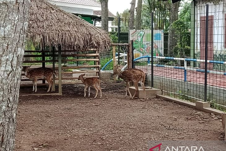 Jember Mini Zoo dikembangkan menjadi lembaga konservasi eduwisata - ANTARA News Jawa Timur